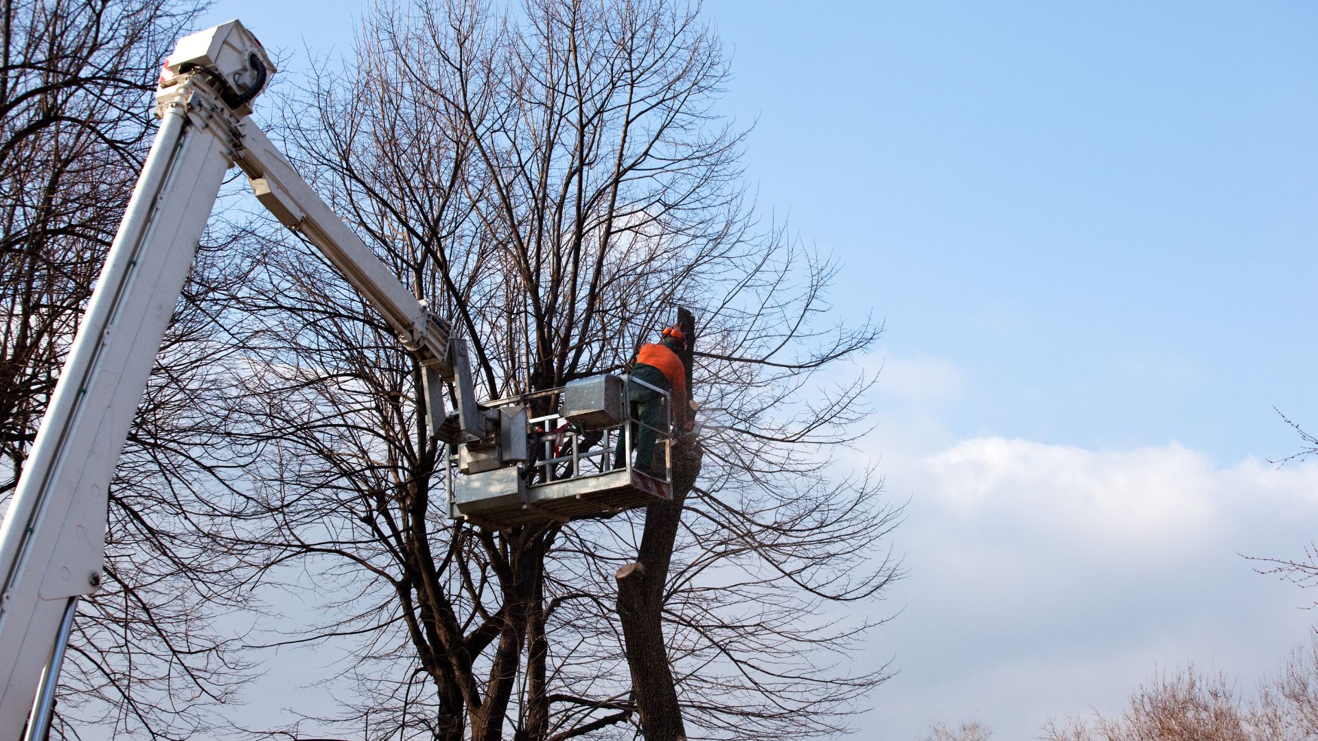 Guide to Winter Tree Pruning | Marquis Tree Service