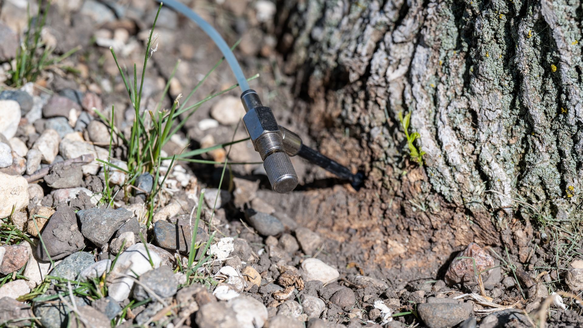 Tree Disease Symptoms & Signs | Marquis Tree Service