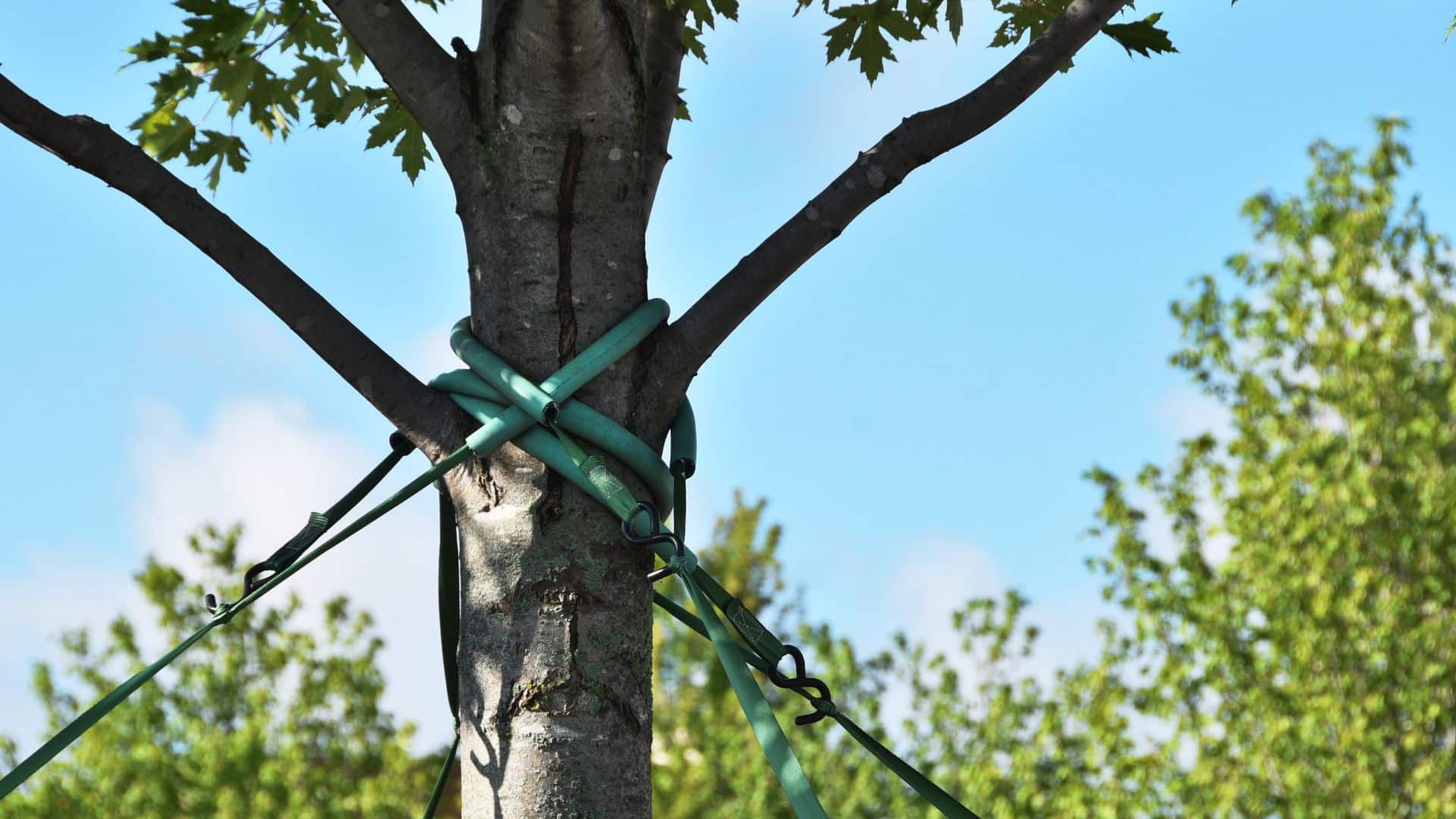 Tree Cabling & Support Systems | Marquis Tree Service