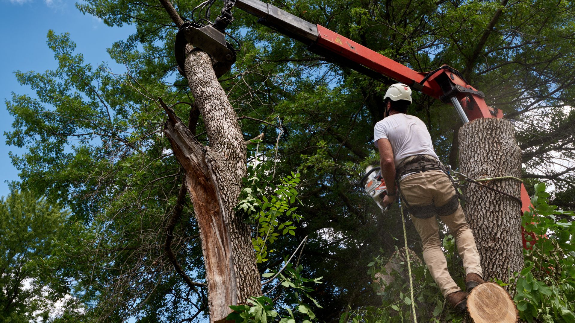 Crane Assisted Tree Service | Marquis Tree Service