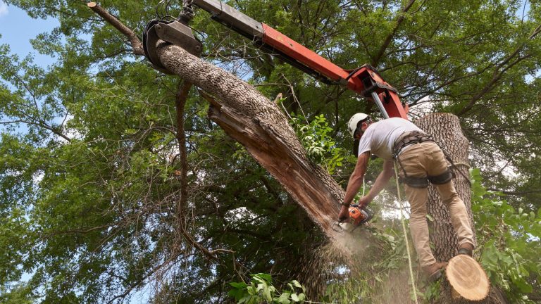 Crane-Assisted Tree Service Experts | Marquis Tree Service