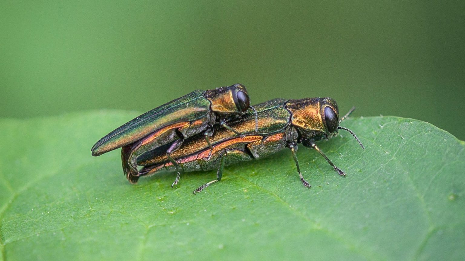 Common Tree Pests Guide | Marquis Tree Service