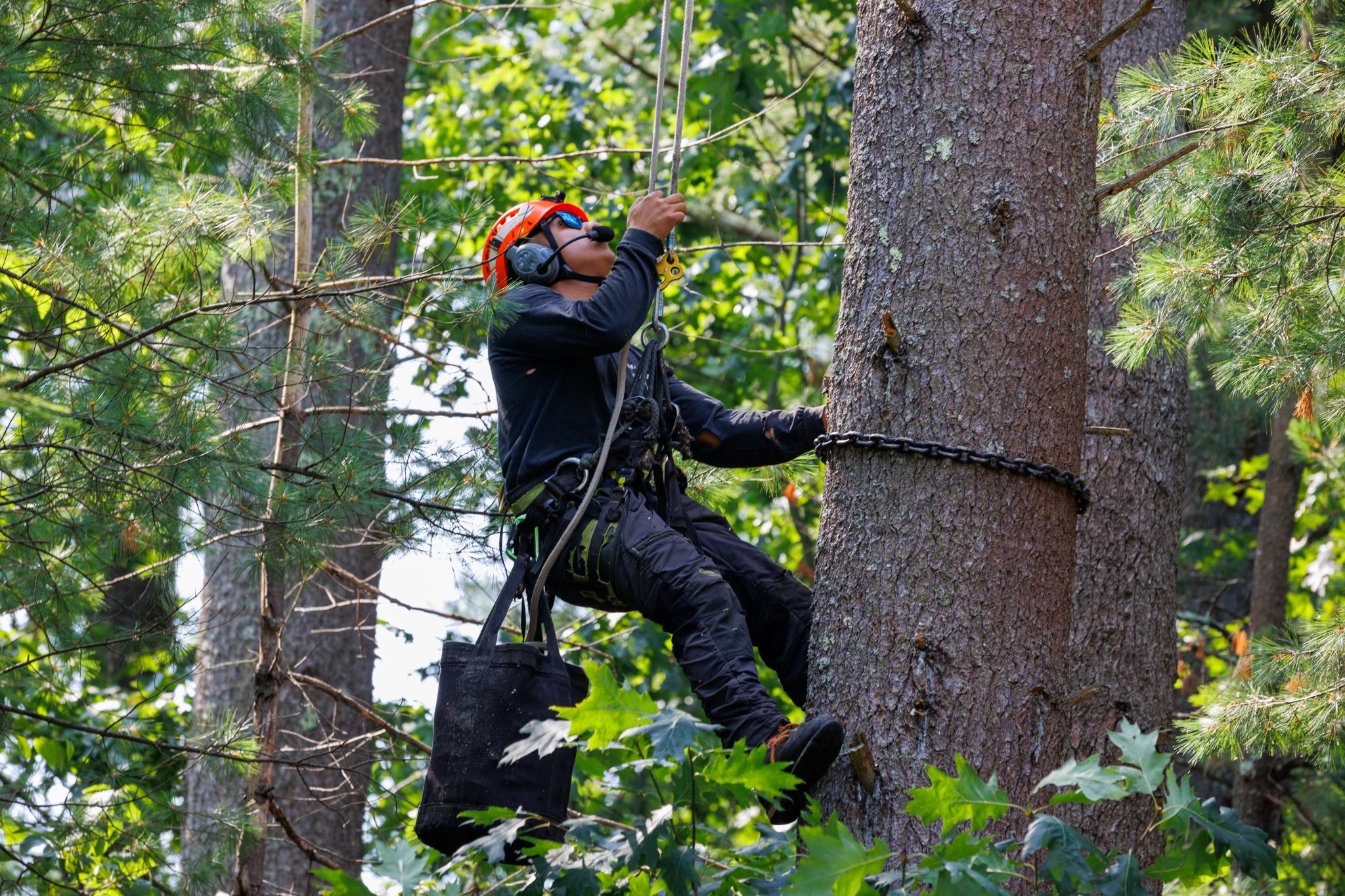 Tree Services in Dracut, MA | Marquis Tree Service