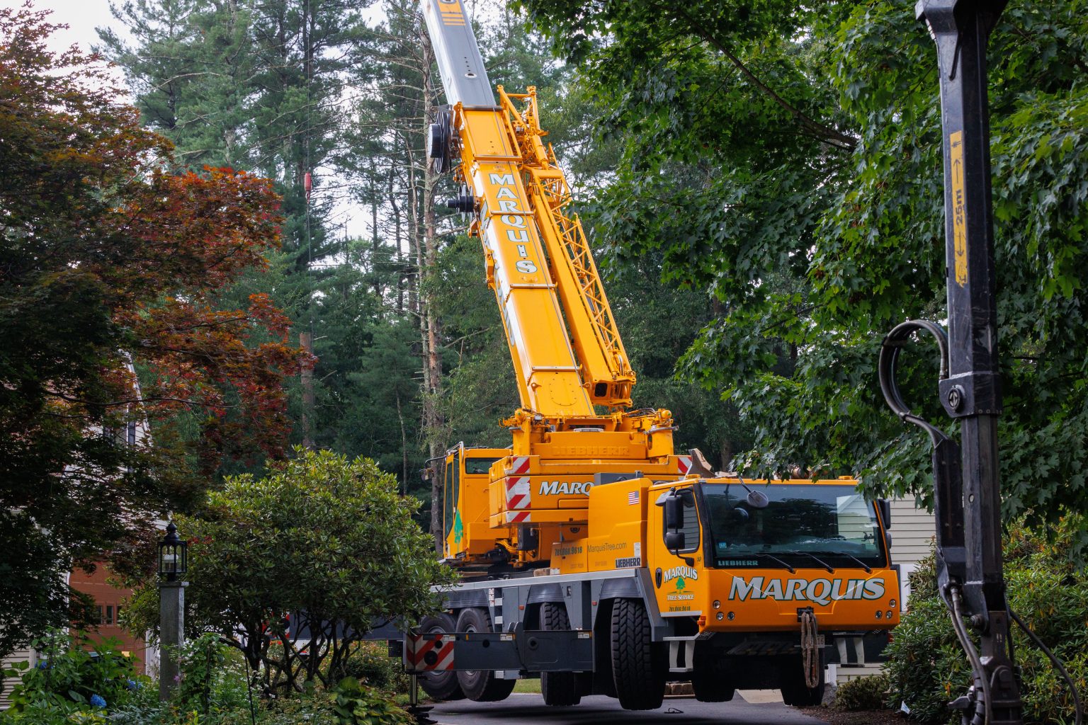 Trusted Tree Services in Malden | Marquis Tree Service