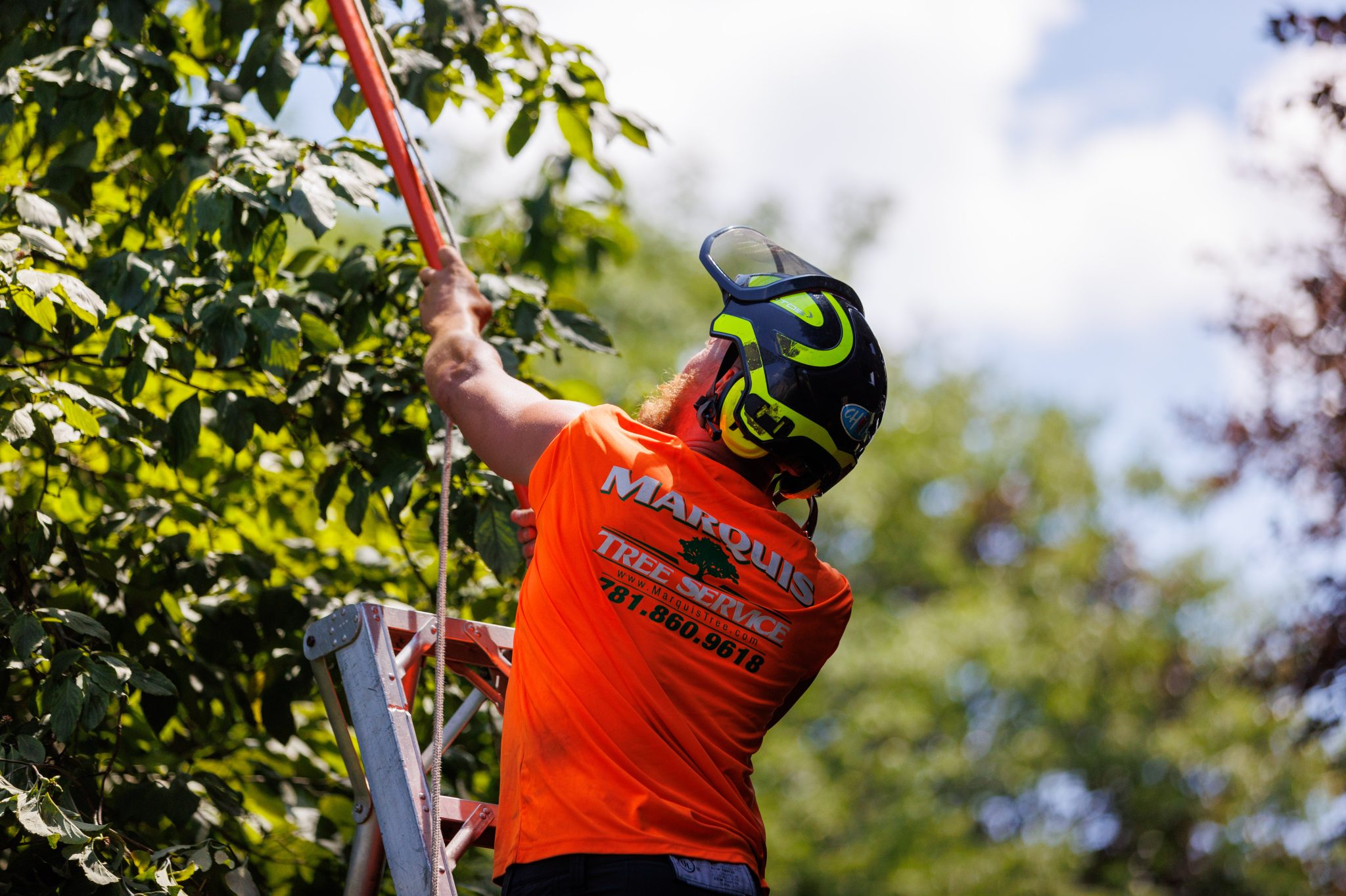 Tree Pruning Services in Burlington | Marquis Tree Service