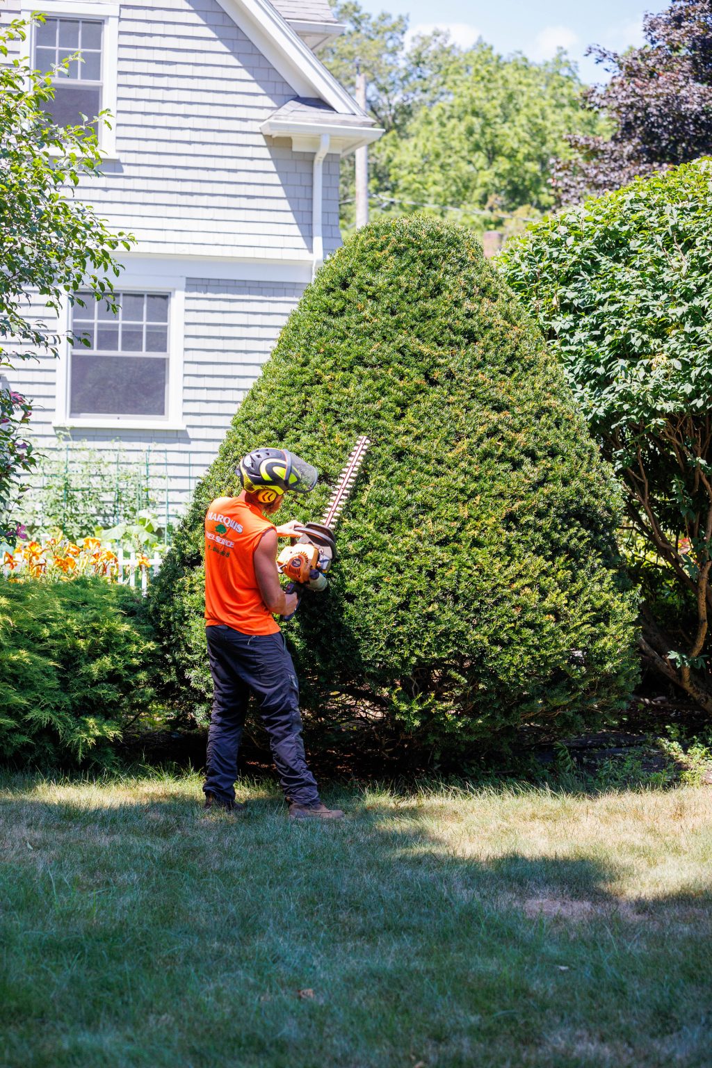 Tree Pruning Services in Boxborough | Marquis Tree Service