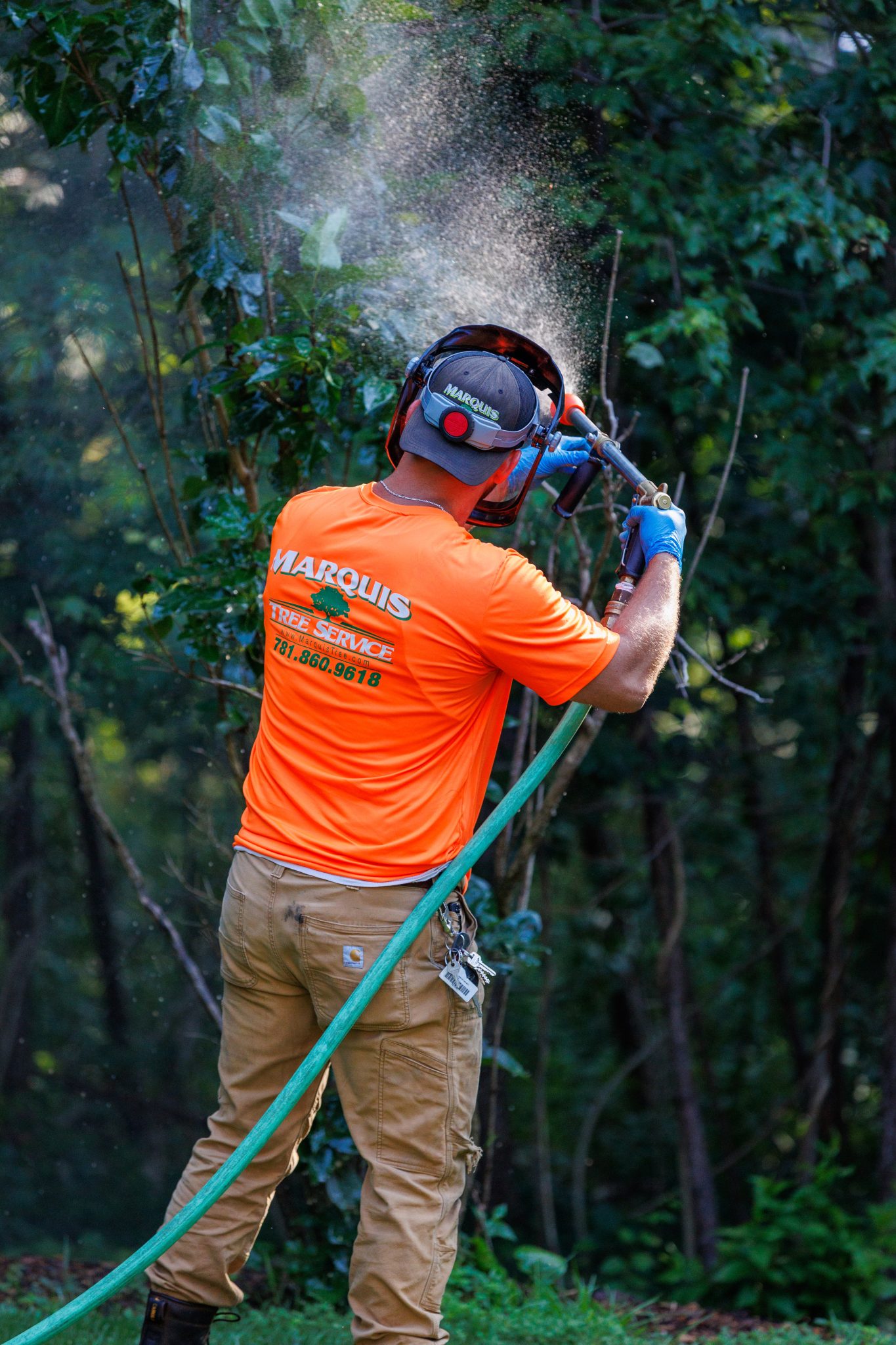 Pest and Disease Control | Marquis Tree Service