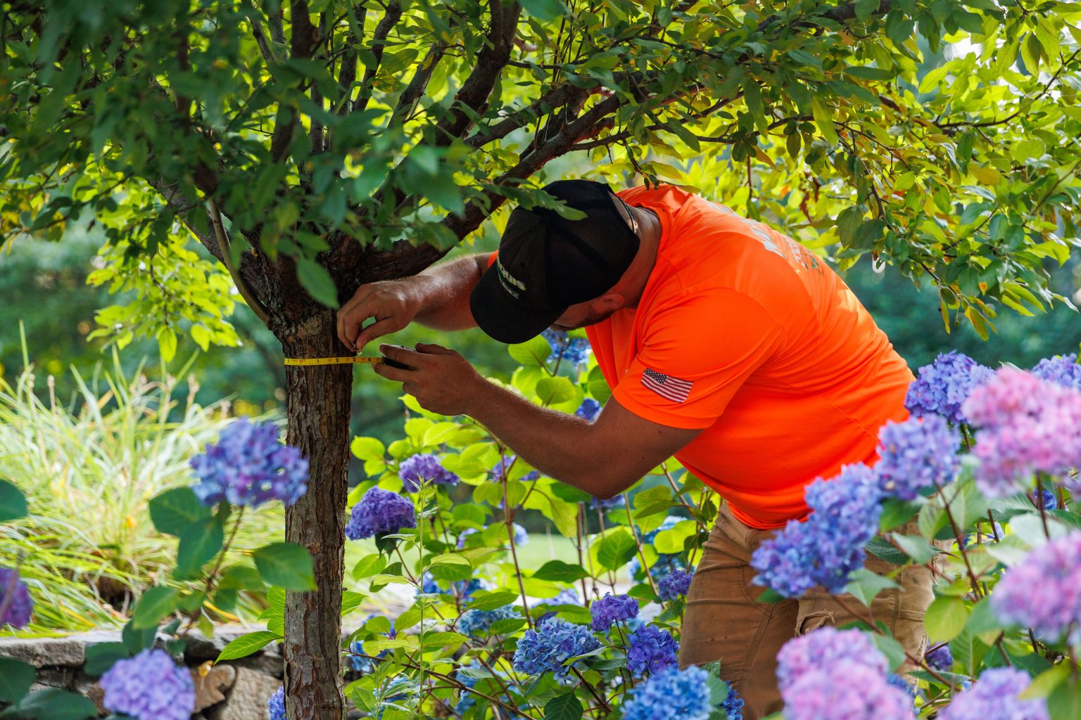 Tree Pest & Disease Management | Marquis Tree Service